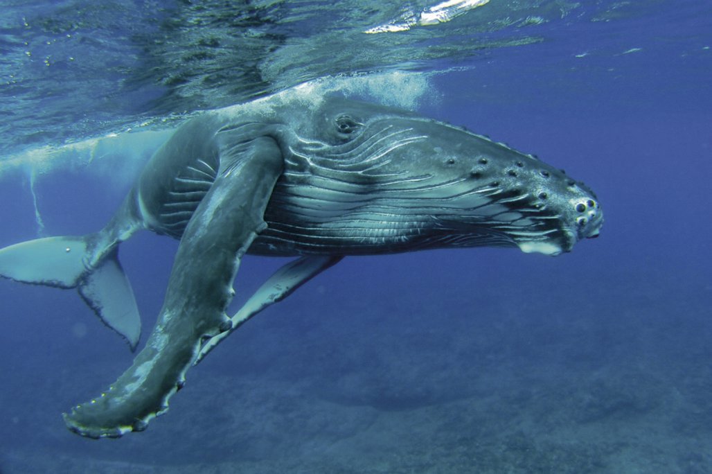 Buckelwale in der Südsee | Die Reisebotschafter
