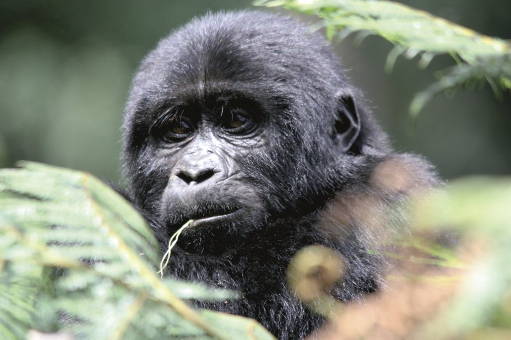 Best of Gorillas | Die Reisebotschafter